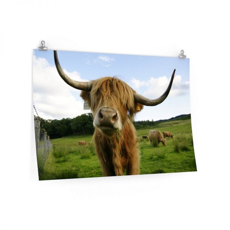 Cow Print Posters - Highland Cattle Matte Posters Official Merch CL1211 ...